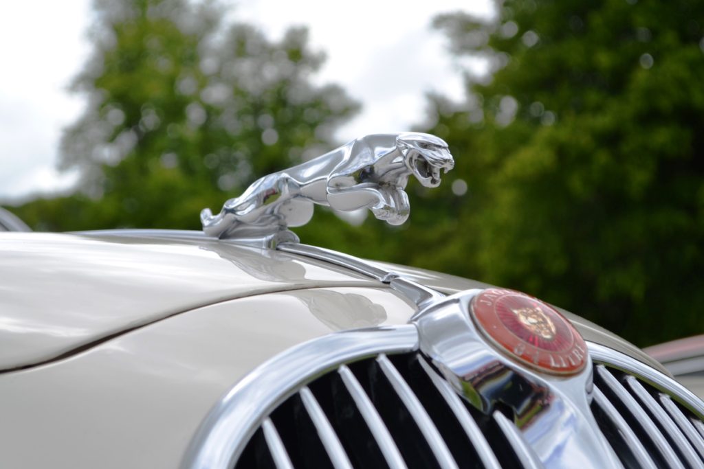 All creatures great and small: 31 cars named after animals - Read Cars