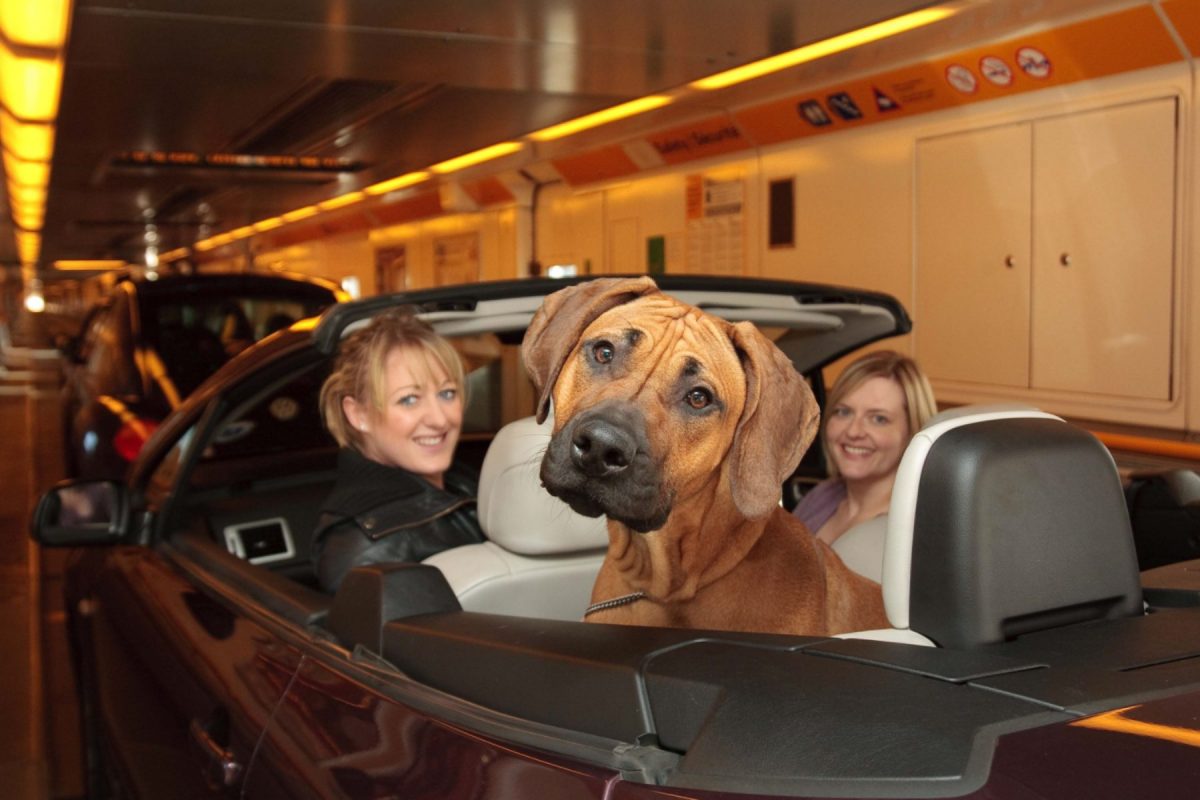Record number of pets travelling on Le Shuttle - Read Cars