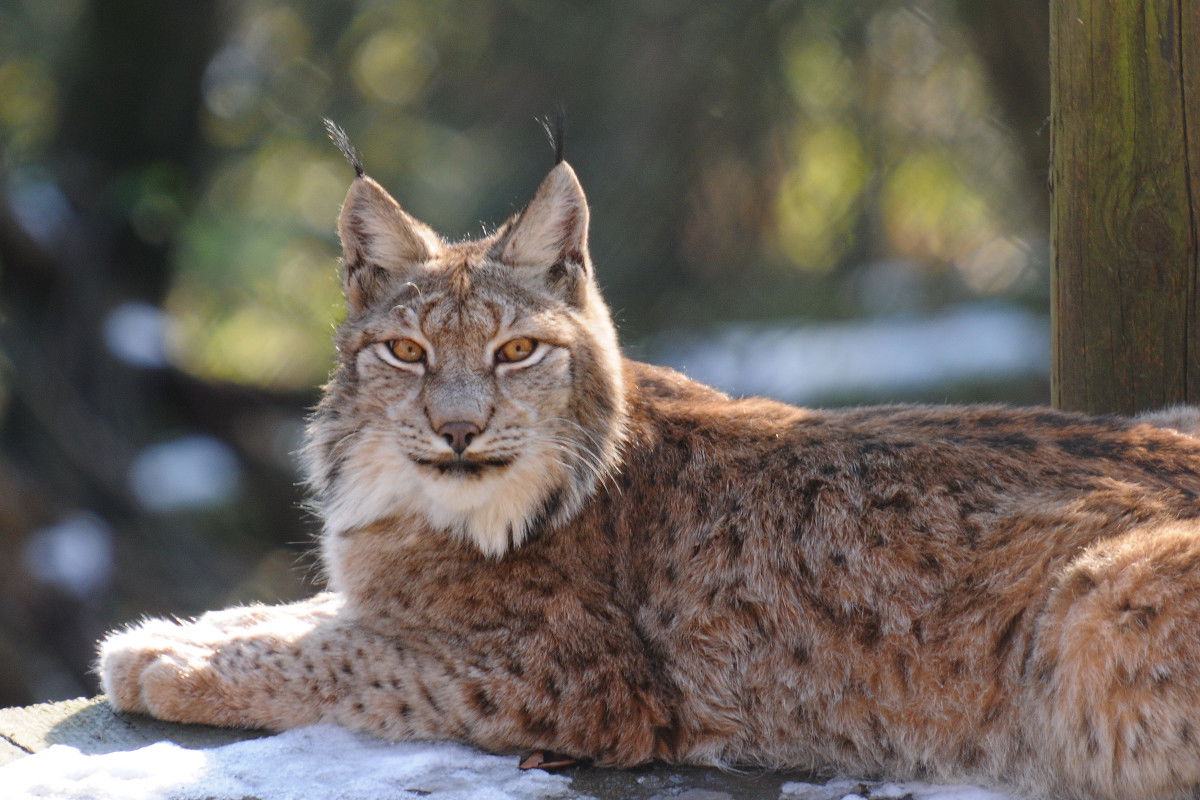 Lynx cats set to be let loose in the UK - CitiBlog