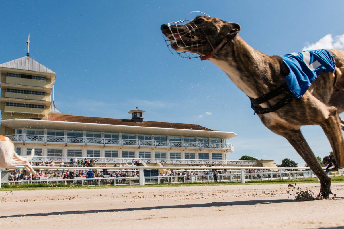 Crowds set to flock to Towcester for Greyhound derby - CitiBlog