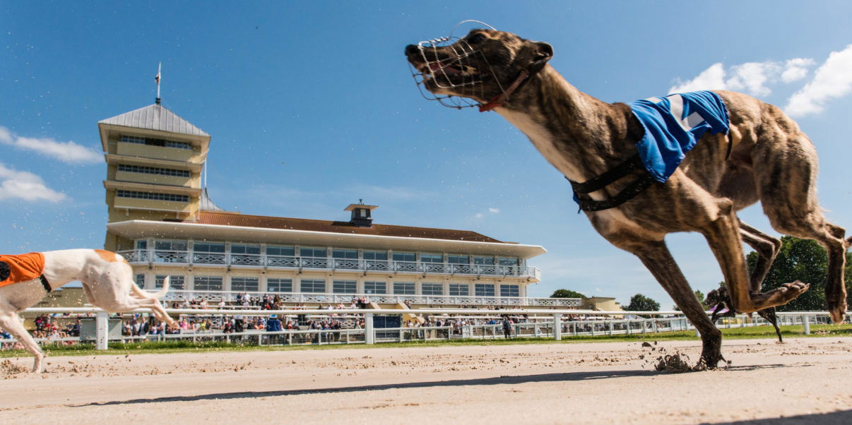 Crowds set to flock to Towcester for Greyhound derby - CitiBlog