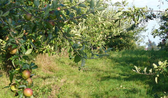 Parks Trust celebrate 50 years of Milton Keynes' largest orchard - CitiBlog